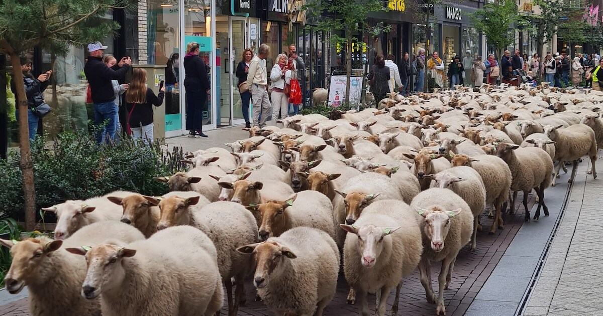 Plots lopen 260 schapen dwars door Eindhovense winkelstraten: ‘Lag toevallig op onze route ...