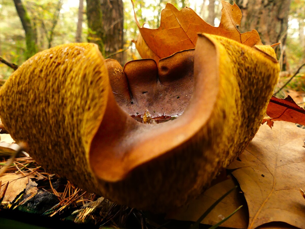 Paddenstoelen en herfst zijn onlosmakelijk met elkaar verbonden | Foto ...