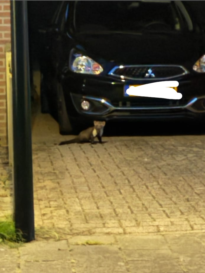 Beelden van beruchte marter in Den Dungen: het dier hapt al maanden ...