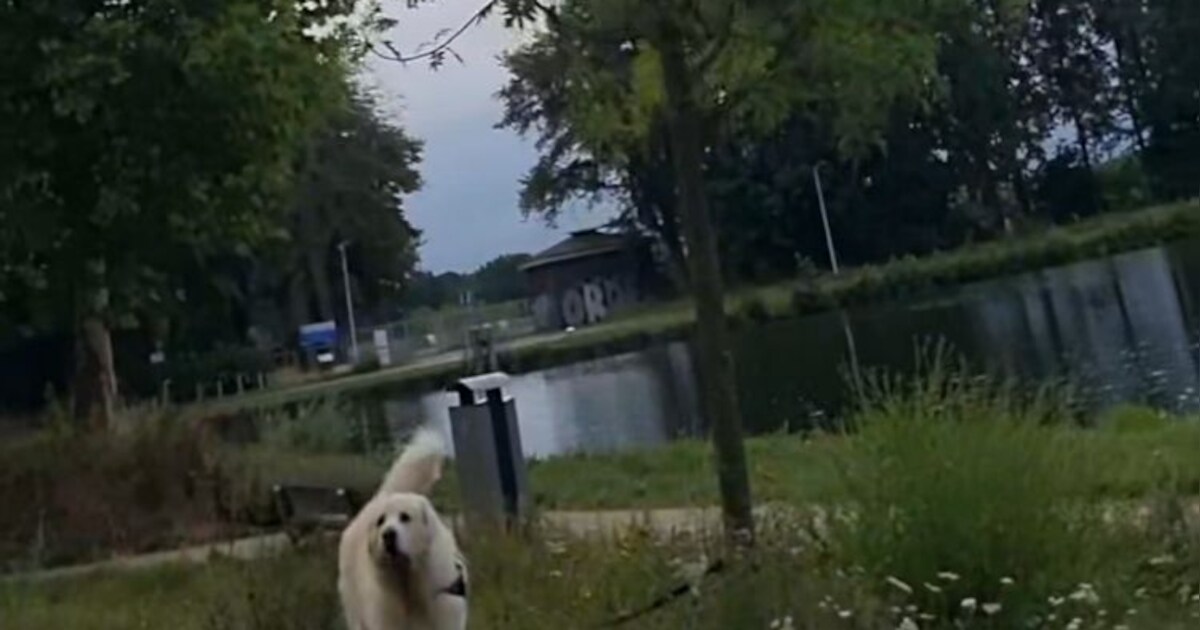 Doodsbange hond zit uren vastgebonden aan boom in Tilburg | Tilburg ...