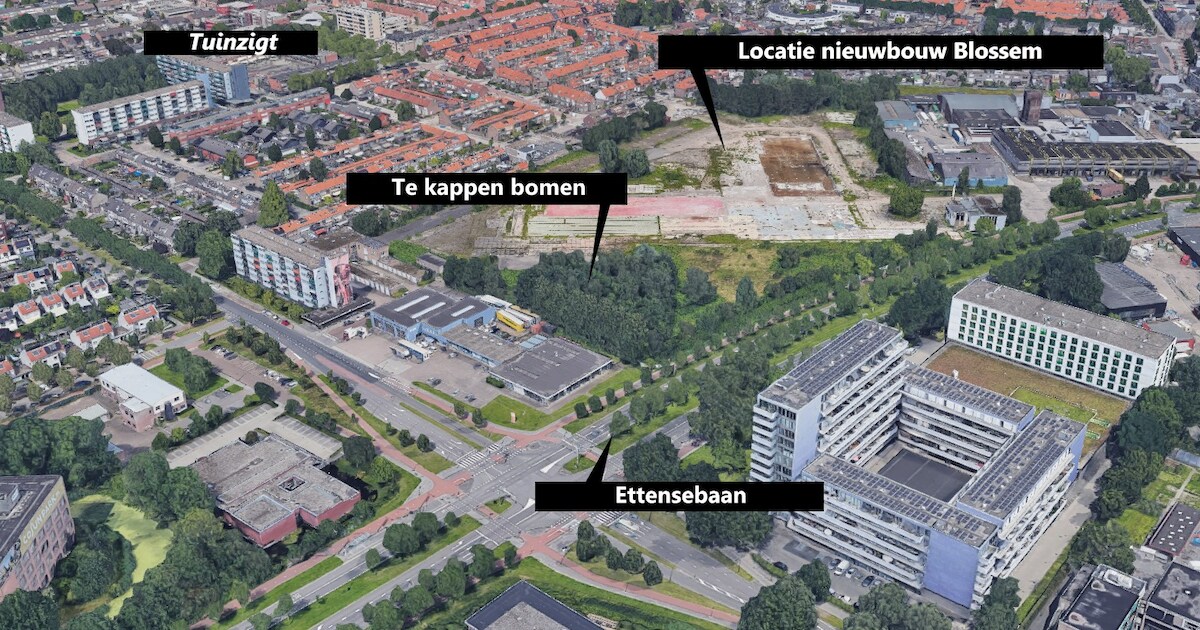 Waardevolle Bredase bomen moeten het veld ruimen, nieuwbouwplan Blossem ...