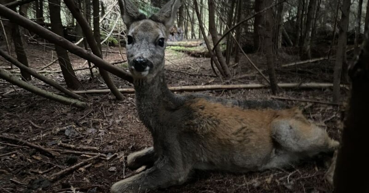 Ree die werd aangevallen door loslopende hond moet uit lijden verlost ...