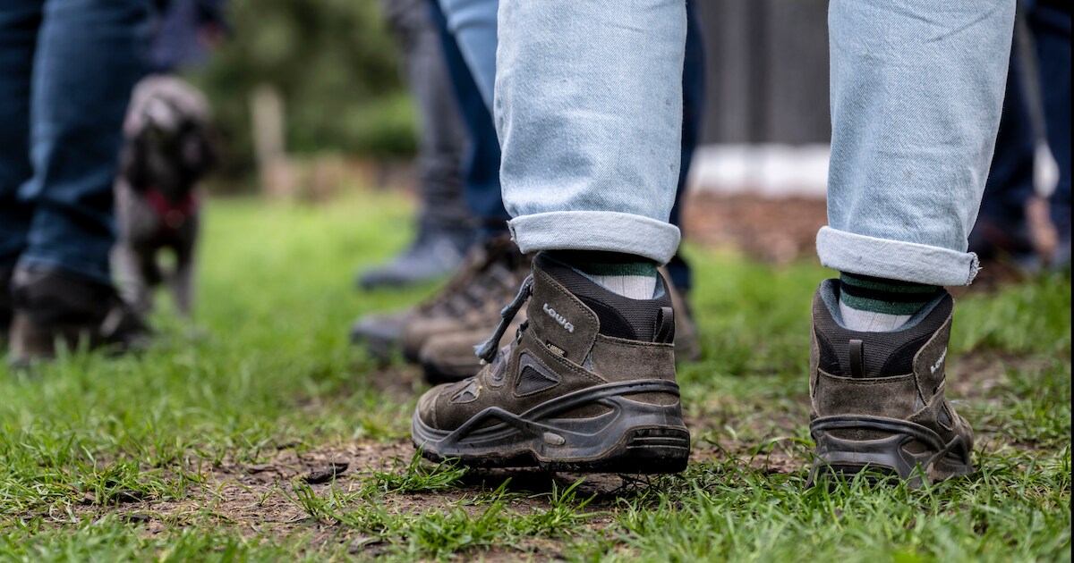 Op zoek naar wilde planten in Horendonkse Bossen in Essen | Roosendaal ...