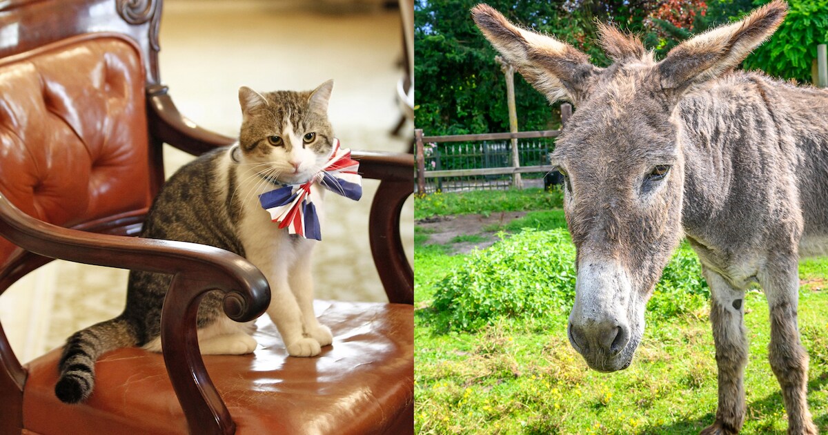 Chico de ezel is de Bergse versie van Larry de kat in Londen: de ...