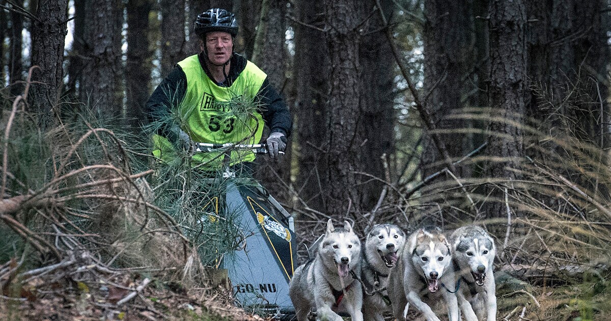 Een roedel sledehonden is zo snel als de zwakste hond | Oosterhout ...