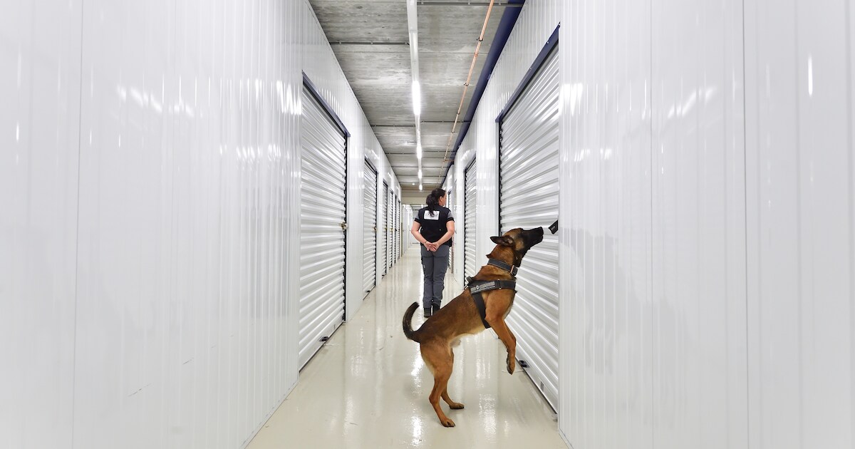 Bob en Alex snuffelen aan Bergse garageboxen en vinden wapens en drugs ...