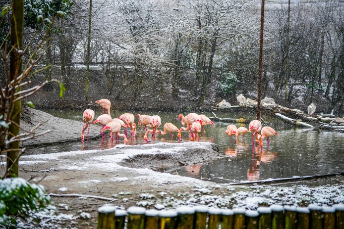 Moeder en zoon ijsbeer genieten van sneeuw in Eindhoven Zoo, aapjes zoeken schuilplek op ...