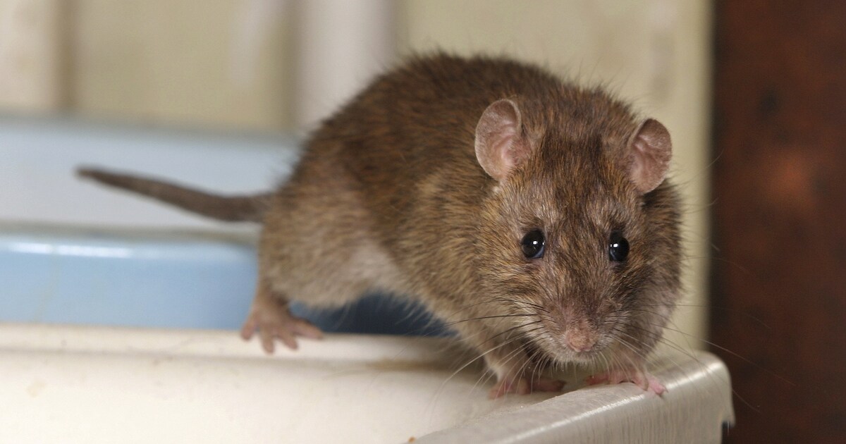 De bruine rat rukt op: 'De ratten worden resistent tegen ...