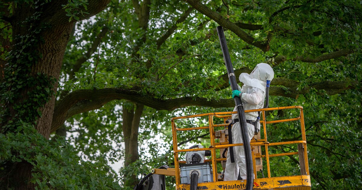 Gemeente mag plaag processierups in Eindhovense buurt pas bestrijden ...