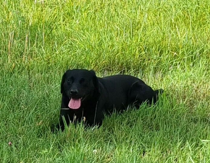 Politie zit uren achter angstige labrador langs N618 bij Schijndel aan ...
