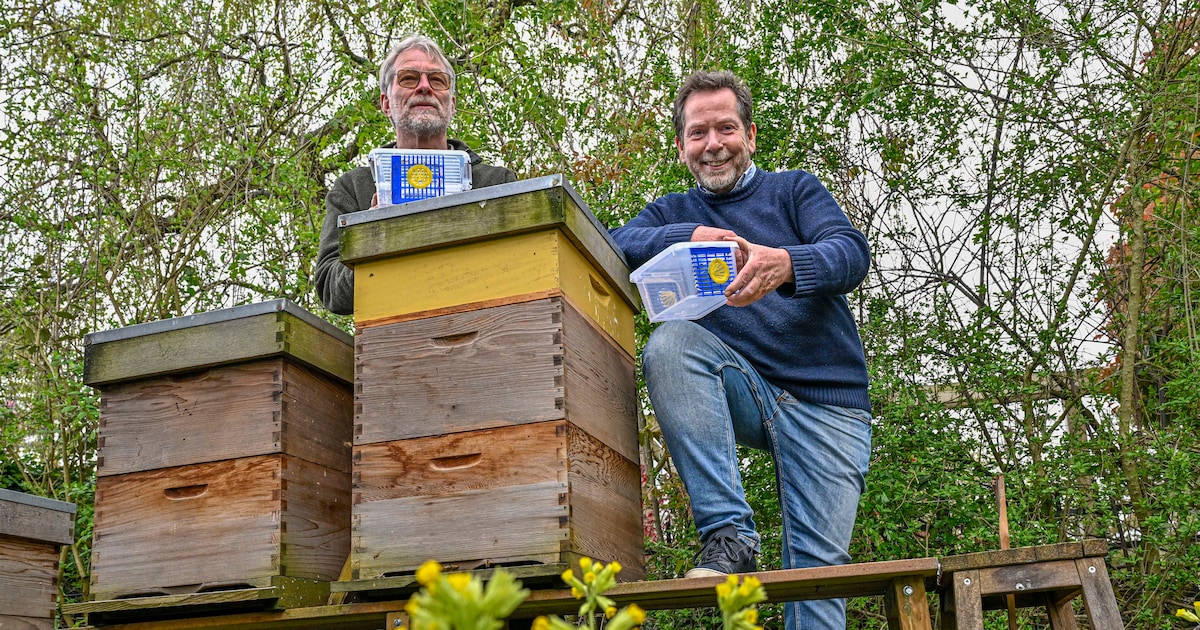 West-Brabantse imkers roepen op tot uitroeien Aziatische ‘monsterwesp ...