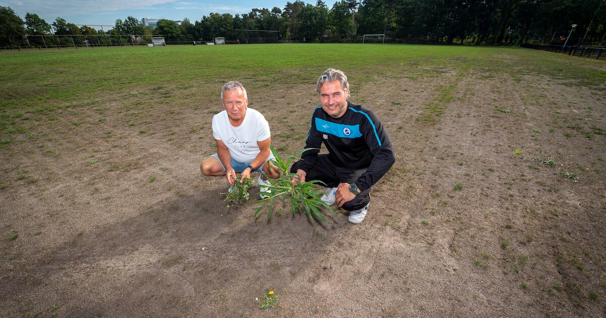 Grasmat MOC verandert in zandwoestijn: ‘Op deze velden valt niet te ...
