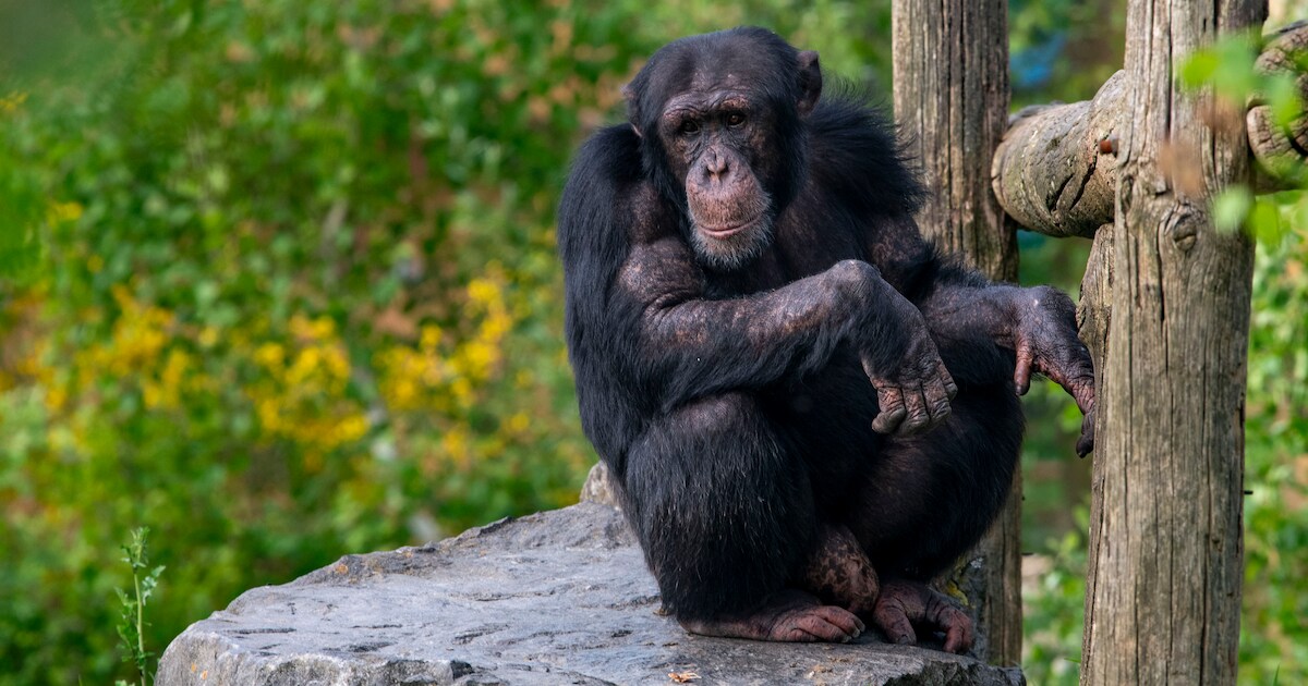 Alfaman Socrates bepaalt of nieuwe chimpansee in Beekse Bergen mag ...
