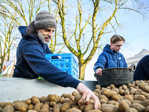 Honderden mensen redden vandaag 60.000 kilo ‘aardappelkneusjes’ op erf ...