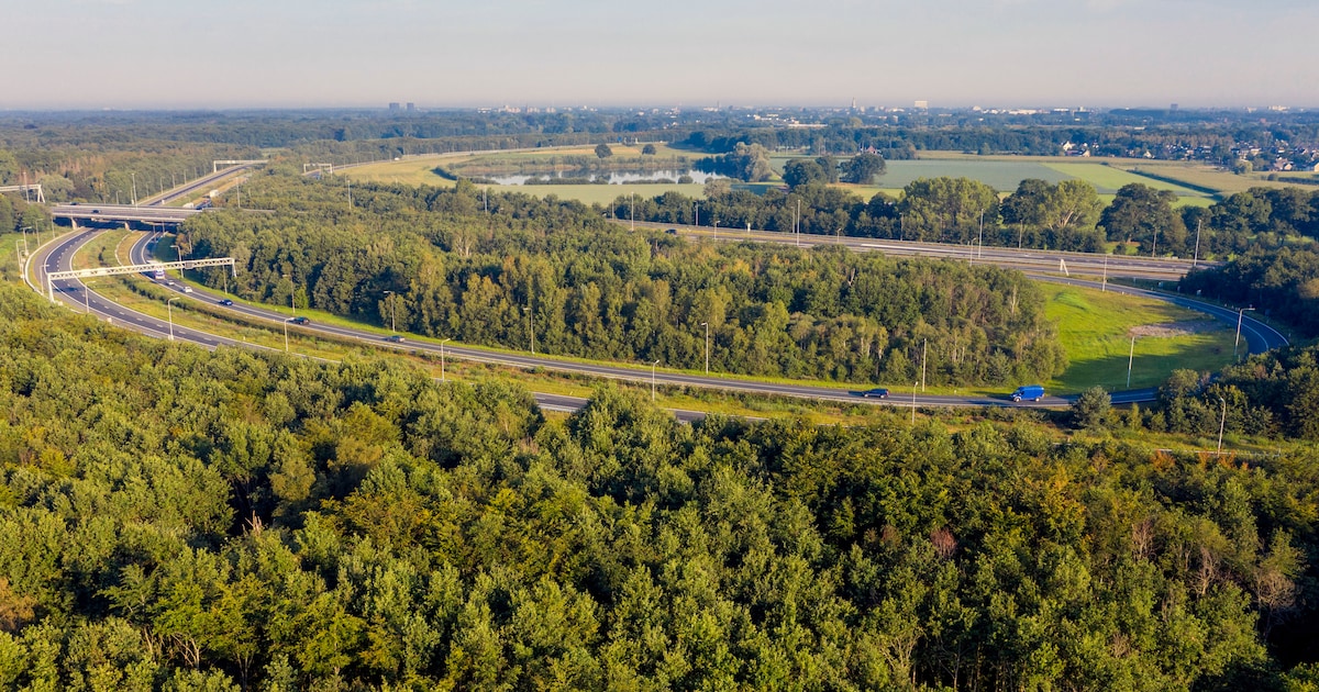 Stikstof raakt Ulvenhoutse Bos harder dan gedacht: ‘Nog meer doen om ...