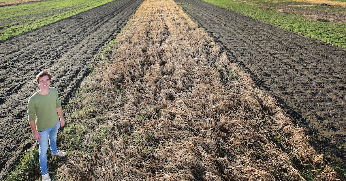 Ivar (24) teelt oergewassen: ‘Elke drie meter een ander gewas, dat is ...