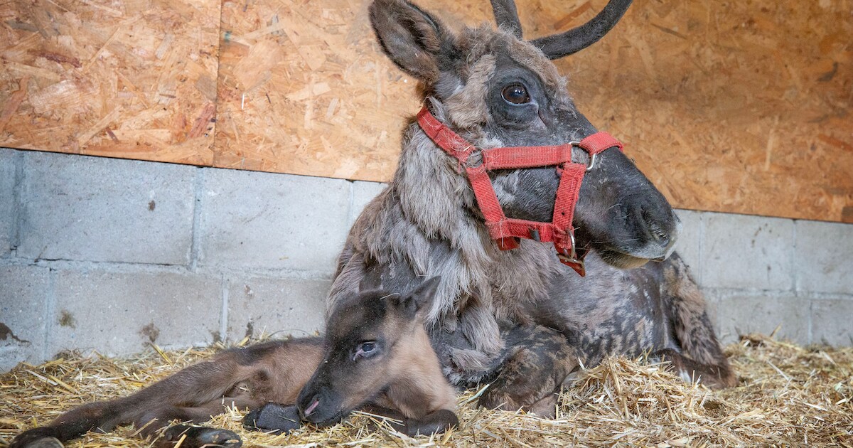 Knuffelig, klein en schattig rendier geboren in Raamsdonk: ‘Dit is wel ...