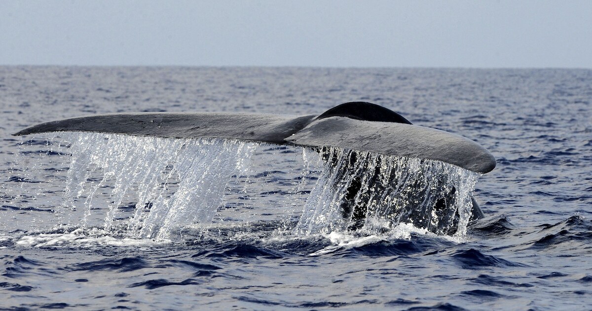 Vijf doden na botsing tussen boot en walvis in Nieuw-Zeeland ...