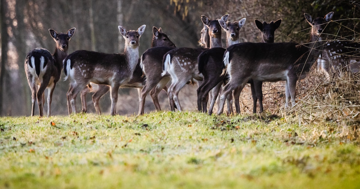 Woede om damhertenjacht in Hoeksche Waard: ‘De echo van geweerschoten ...