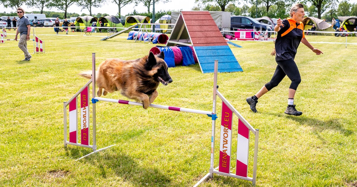 Behendigheid en snelheid van honden op de proef gesteld: ‘Hij moet niet ...