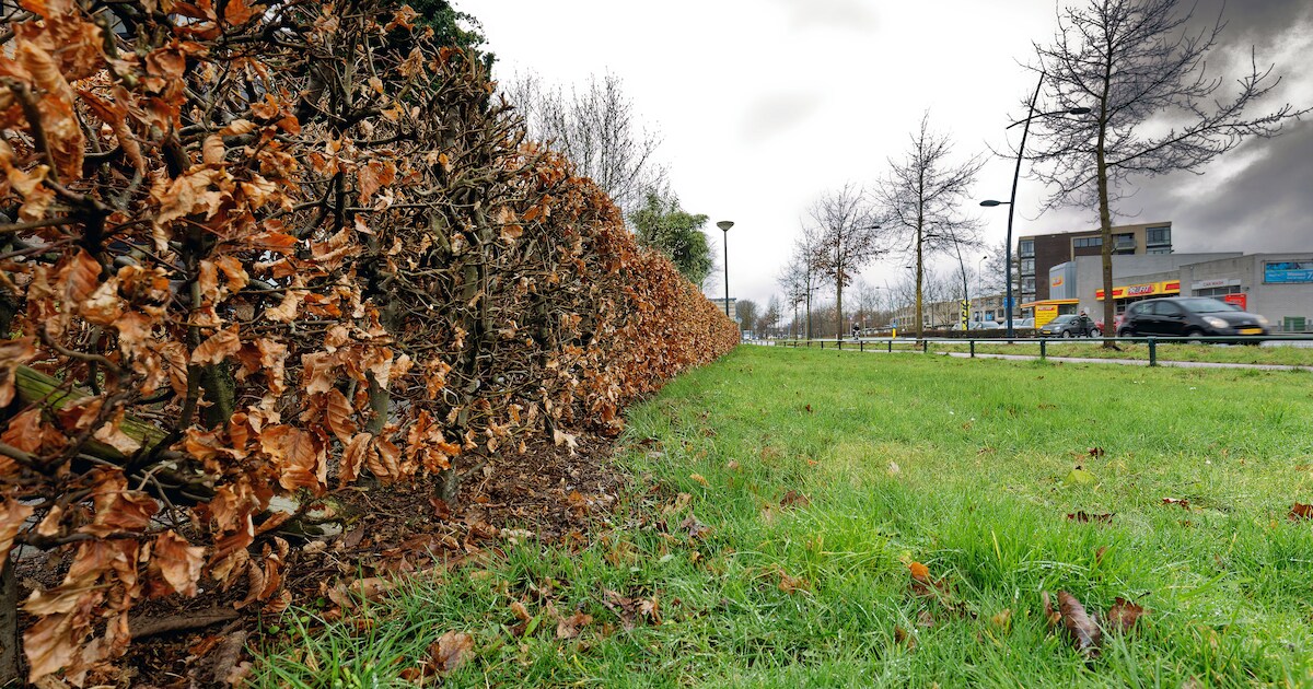 Lezing over belang van heggen in Heesch | Brabant | BN DeStem.nl