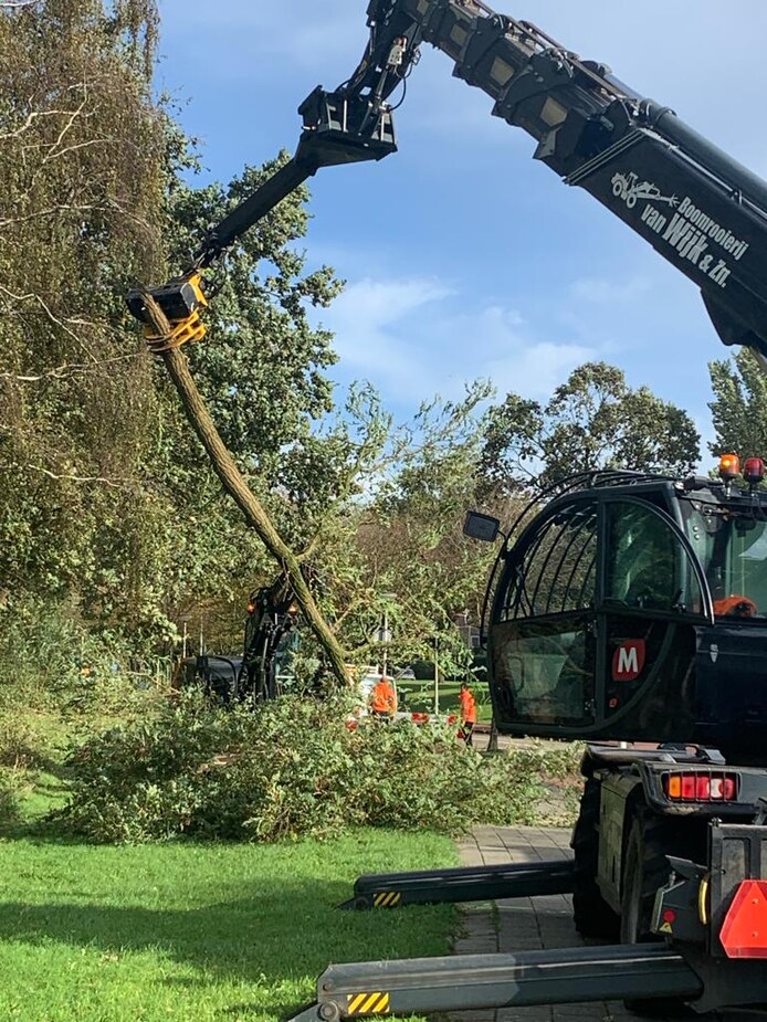 Massale bomenkap in Bergen op Zoom, maar gemeente belooft herplant ...