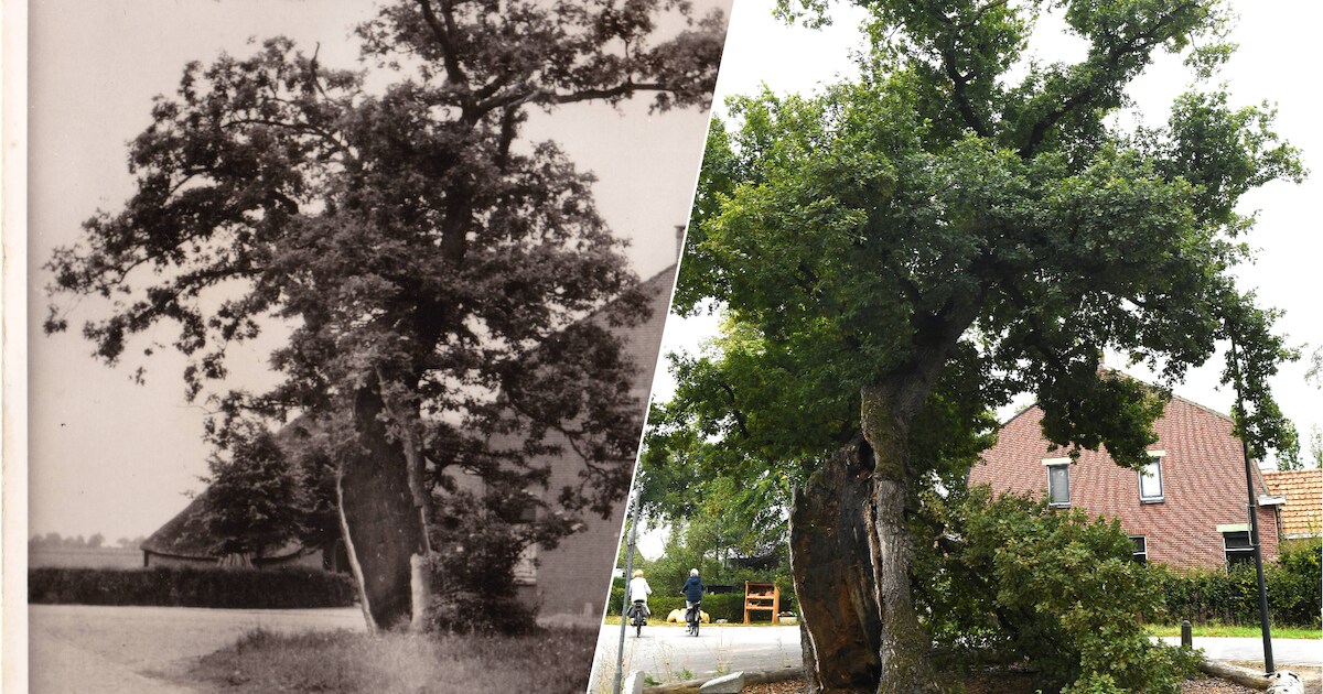 De Heilige Eik: een ‘miezerige’ boom, maar het gaat om het verhaal ...