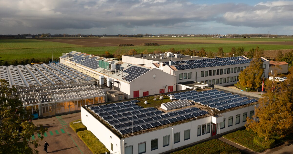Plan voor drie windmolens in de polders bij Rilland, speciaal voor ...
