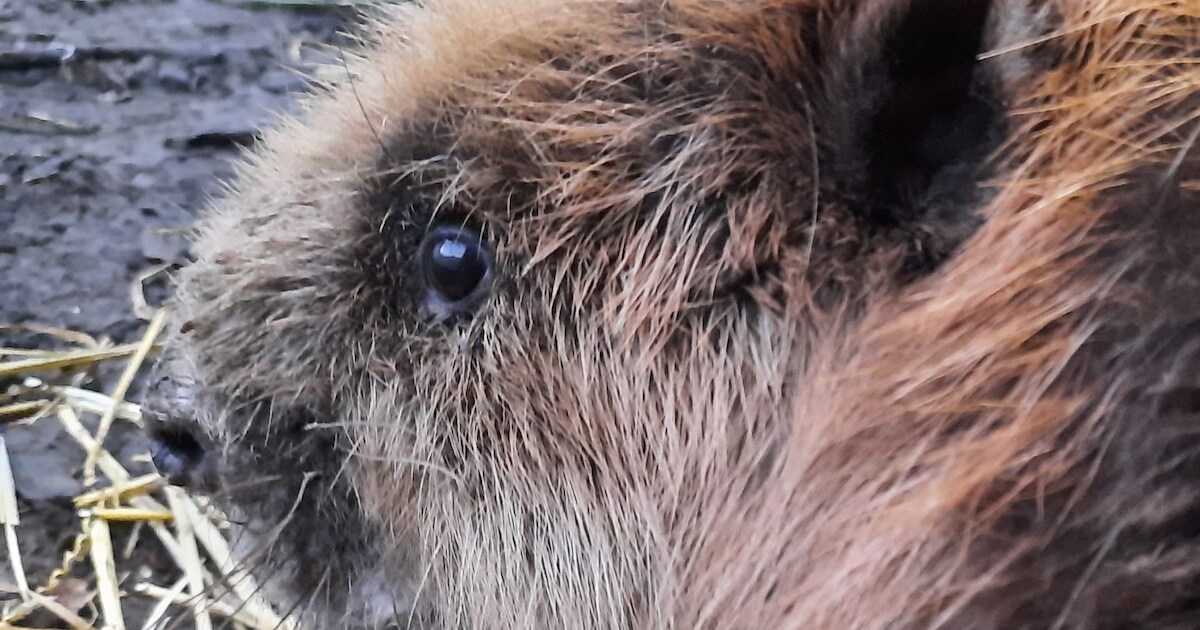 Bever kan geen zwakte tonen in de harde natuur | Boswachters Blog ...