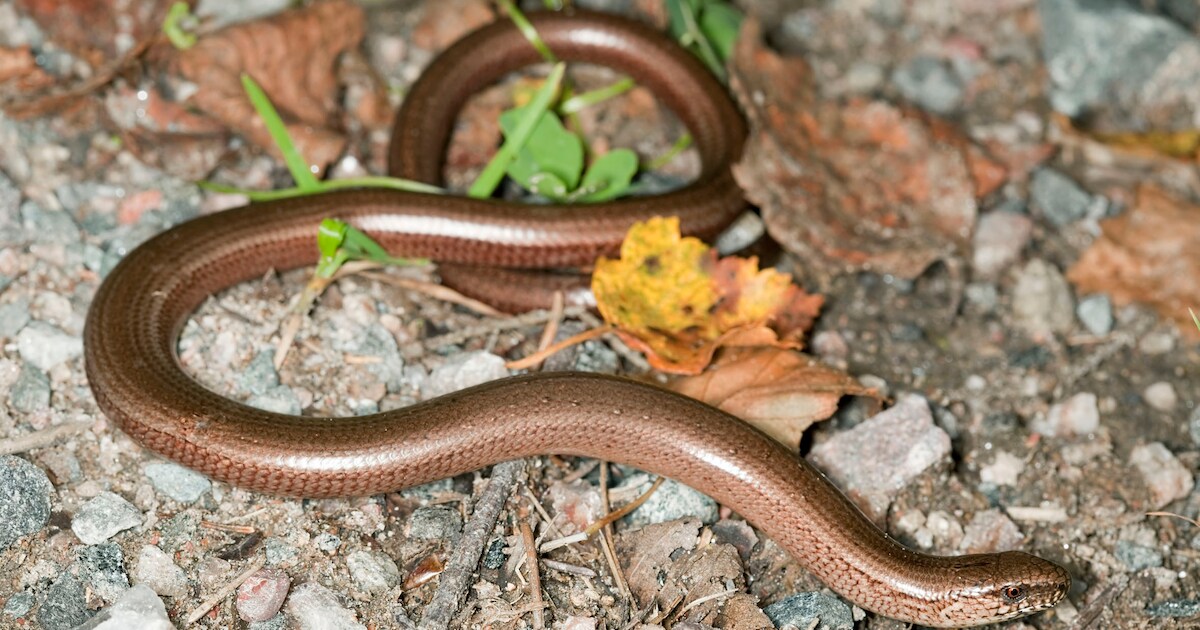 Op zoek naar de zeldzame hazelworm in West-Brabant: ‘Als je er een ziet ...