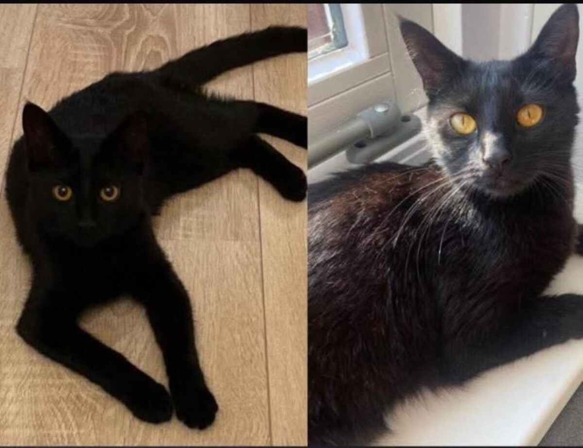 Heb jij Raven, Georgia of Hetty gezien? Deze drie huisdieren worden in ...