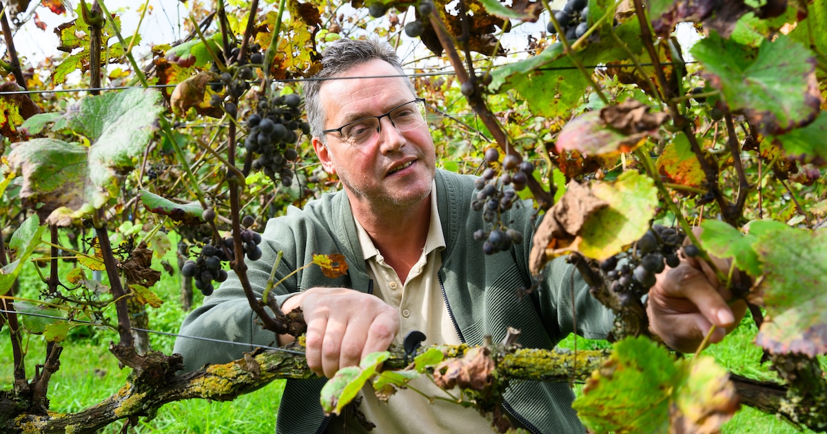 Slecht jaar voor lokale wijnboeren: ‘Dit heb ik in zestien jaar niet ...