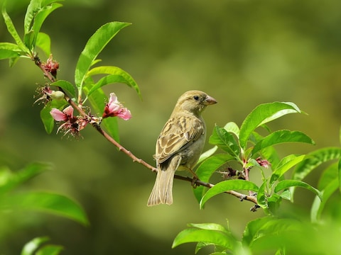 Aantal unieke dier- en plantensoorten in Moerdijk lager dan in ...