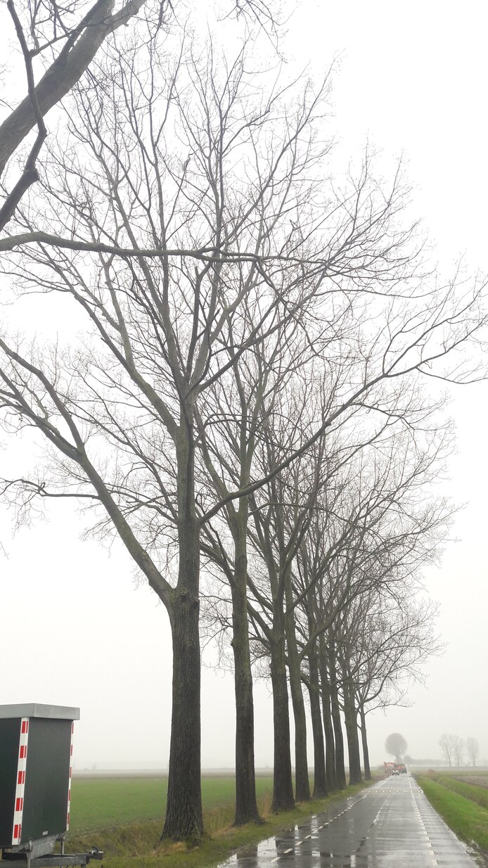 Bijltjesdag voor rij met 95 stokoude populieren: ‘Er breken spontaan ...