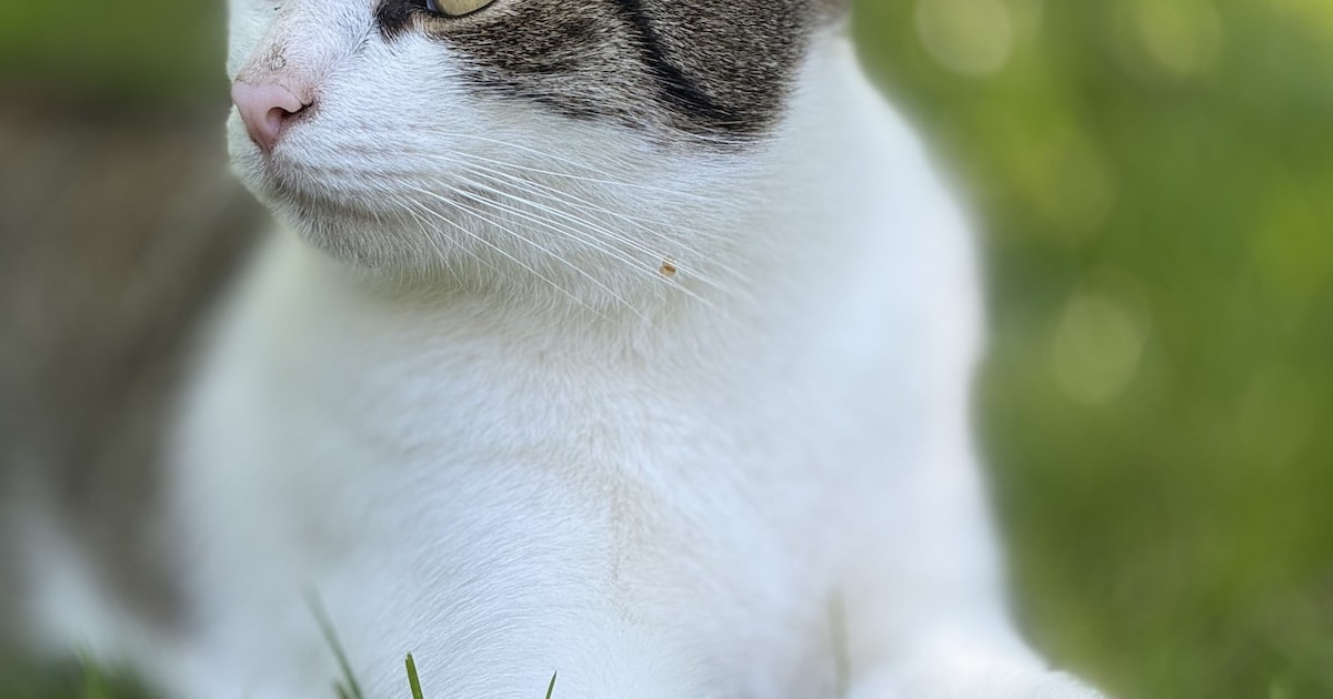 Heb jij Toby gezien? Dit huisdier wordt in Altena vermist | Altena | BN ...