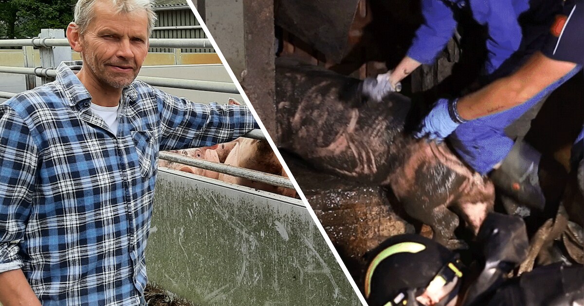 Boer Hans gaat tóch even bij zijn varkens kijken (en dat blijkt maar ...