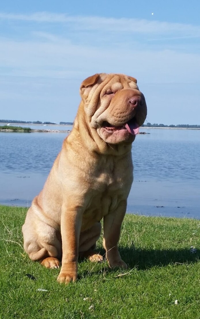 Colinda had twee gezonde shar-peihonden, tot ze Kiara in huis nam: ‘Ik ...