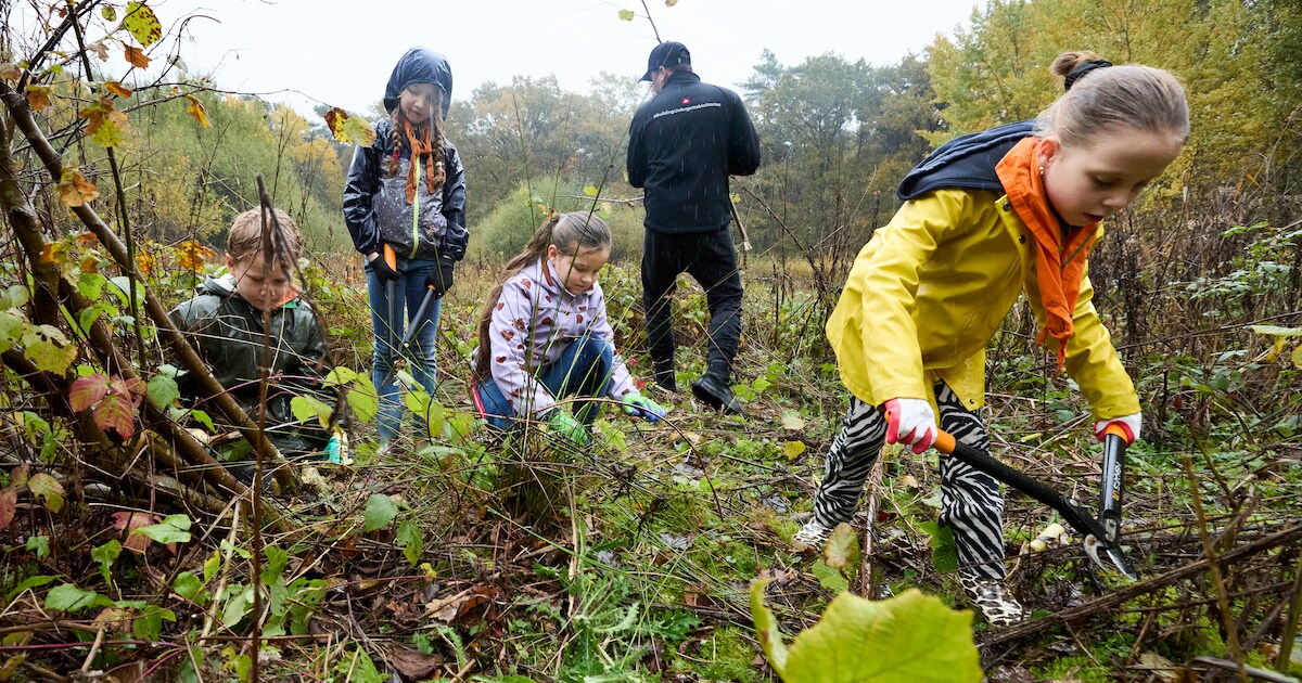 Jonge scouts helpen op Natuurwerkdag: ‘Als je een boom om mag zagen, is ...