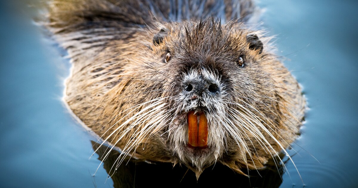 Nuenen hakt bomen om, voordat bever de kans krijgt en verstopping van ...