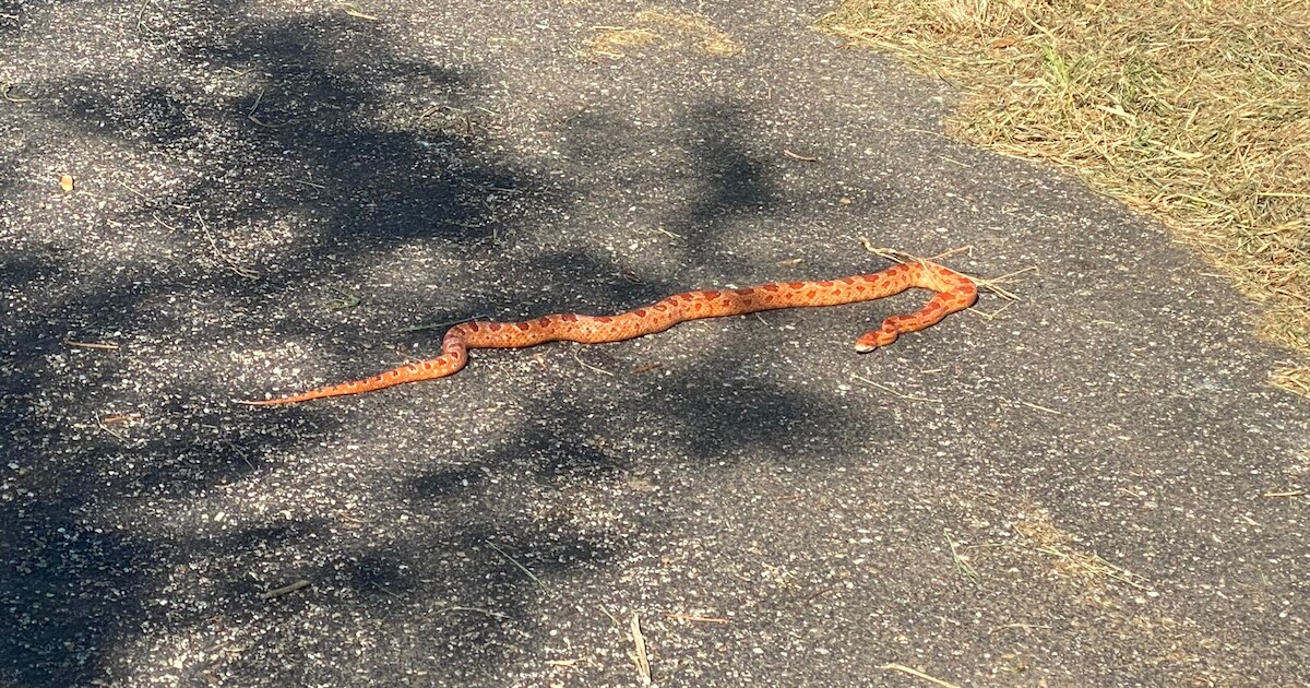 Rode rattenslang in Oud Gastel nog steeds spoorloos: ‘Hou ’m in het oog ...