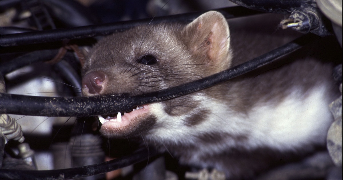 Beelden van beruchte marter in Den Dungen: het dier hapt al maanden ...
