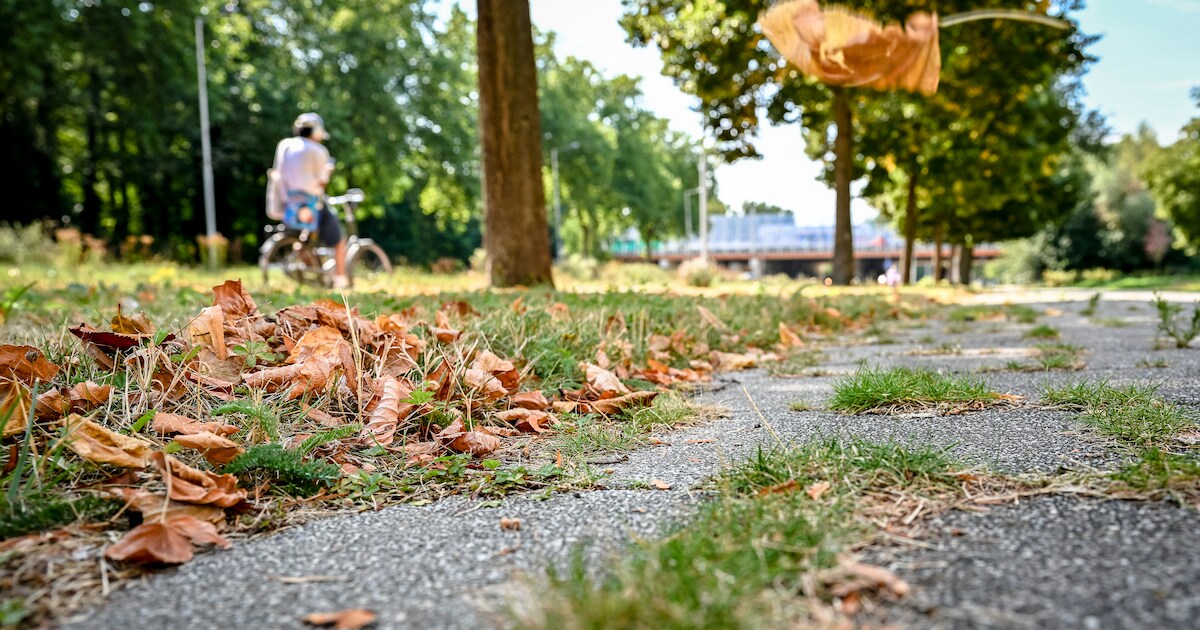 Opeenvolging van droogtes breekt nu ook volwassen bomen op in West ...