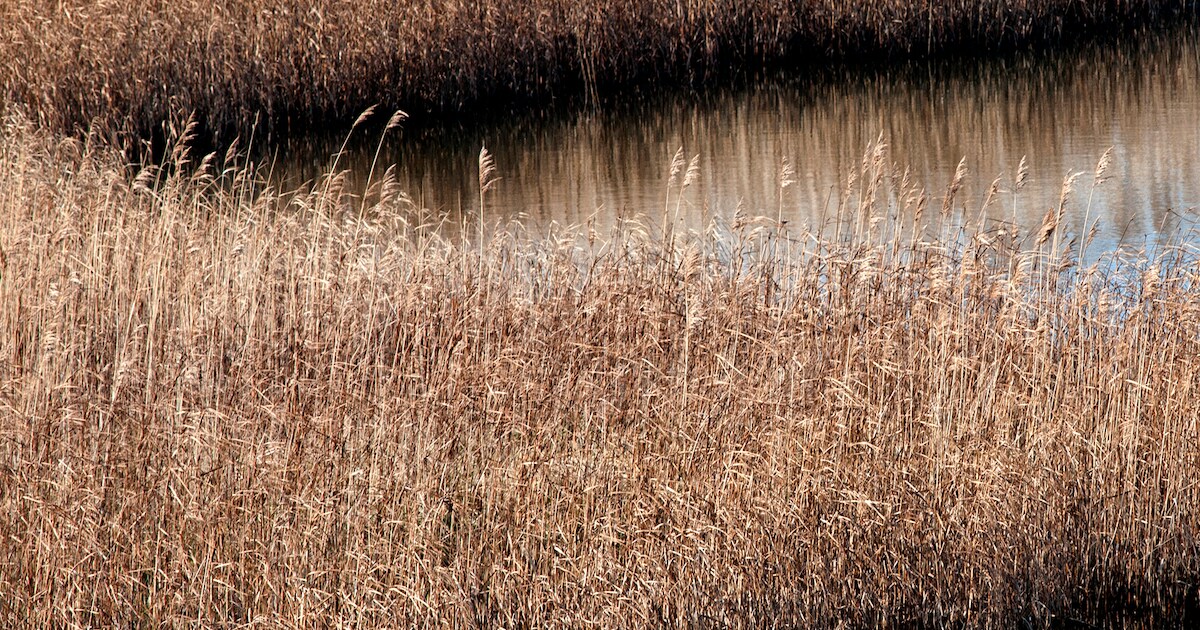 Wuivend riet Brabantse Wal in woord en beeld | Bergen op Zoom | bndestem.nl