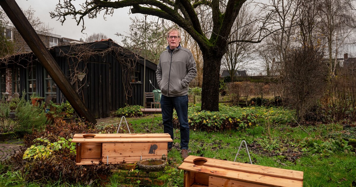 Martin wil steenuil redden van de ondergang: ‘Uiteindelijk wint de mens ...
