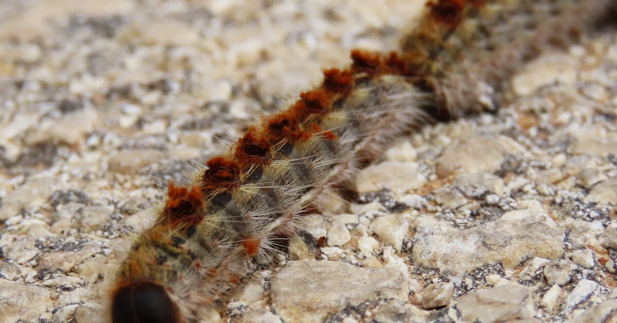 En na de eikenprocessierups komt de... dennenprocessierups! | Columns | BN DeStem.nl