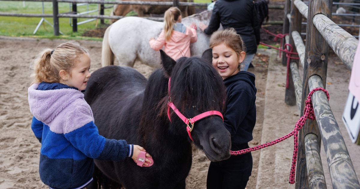 Aaien, knuffelen, verzorgen: paarden van Kim geven kinderen met ...