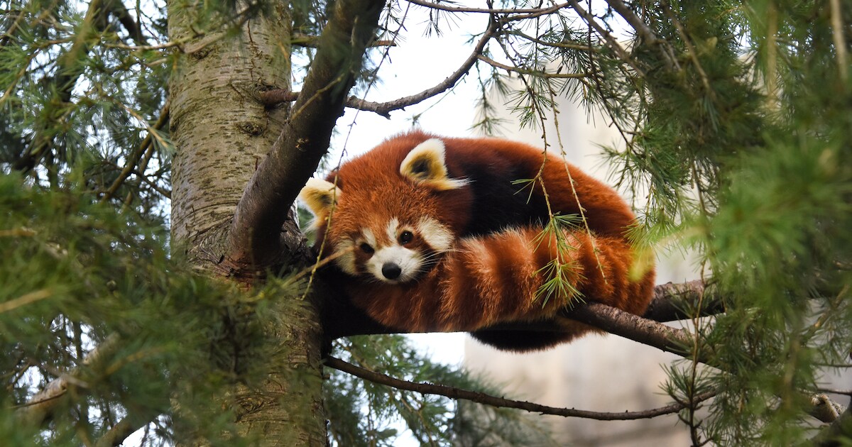 Diergaarde Blijdorp stuurt twee rode panda’s naar India | Hoeksche ...