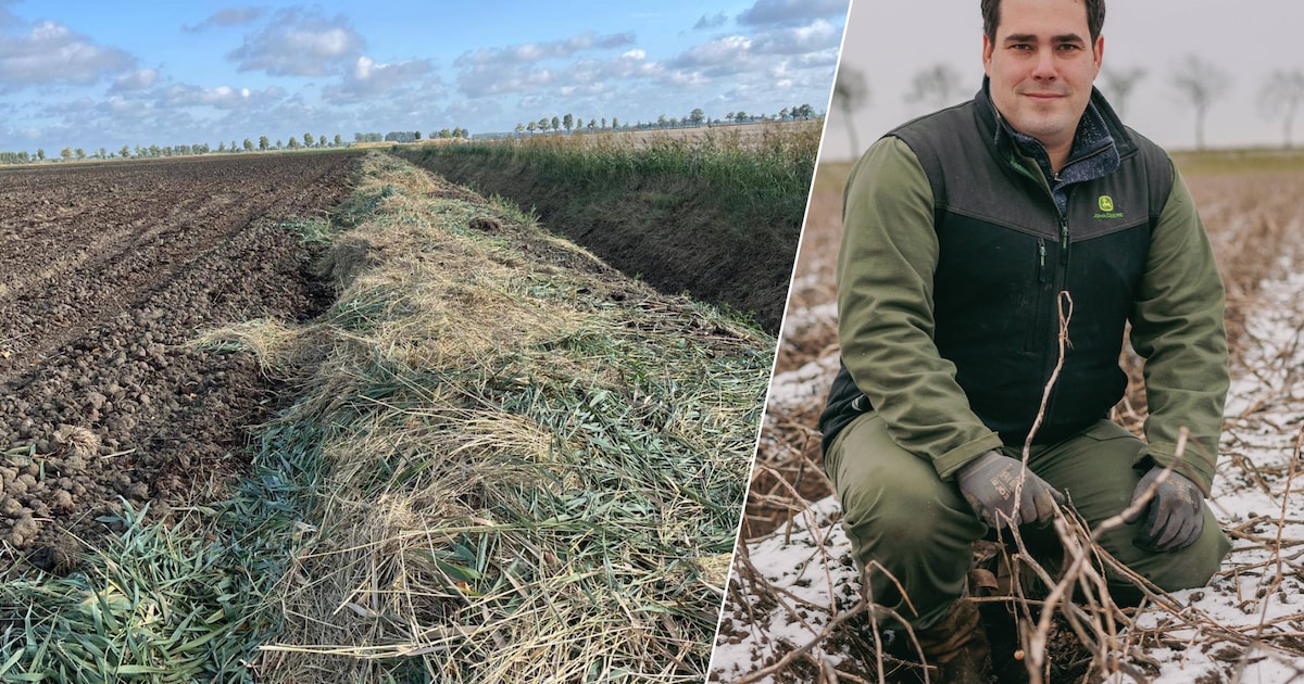 Boeren zijn bergen riet op het land beu: ‘We moeten terug naar oude ...