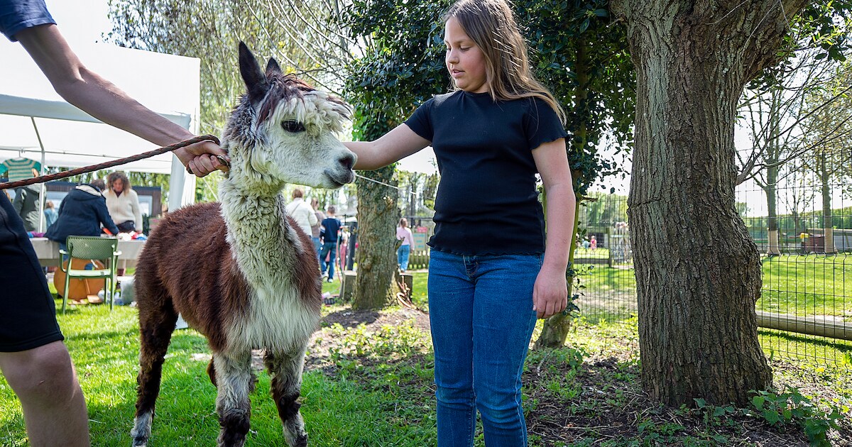 De Leemberg viert de lente met het scheren van schapen en alpaca’s ...