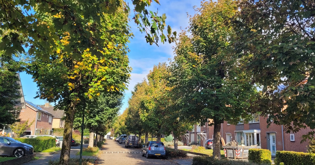 ‘Mooiste straat van het dorp’ vecht voor behoud van bomen: ‘Waarom moet ...